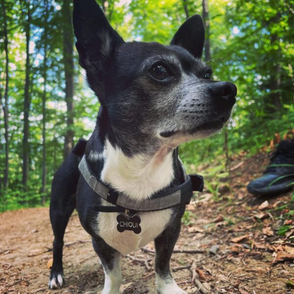 Despre Noi | WireTree